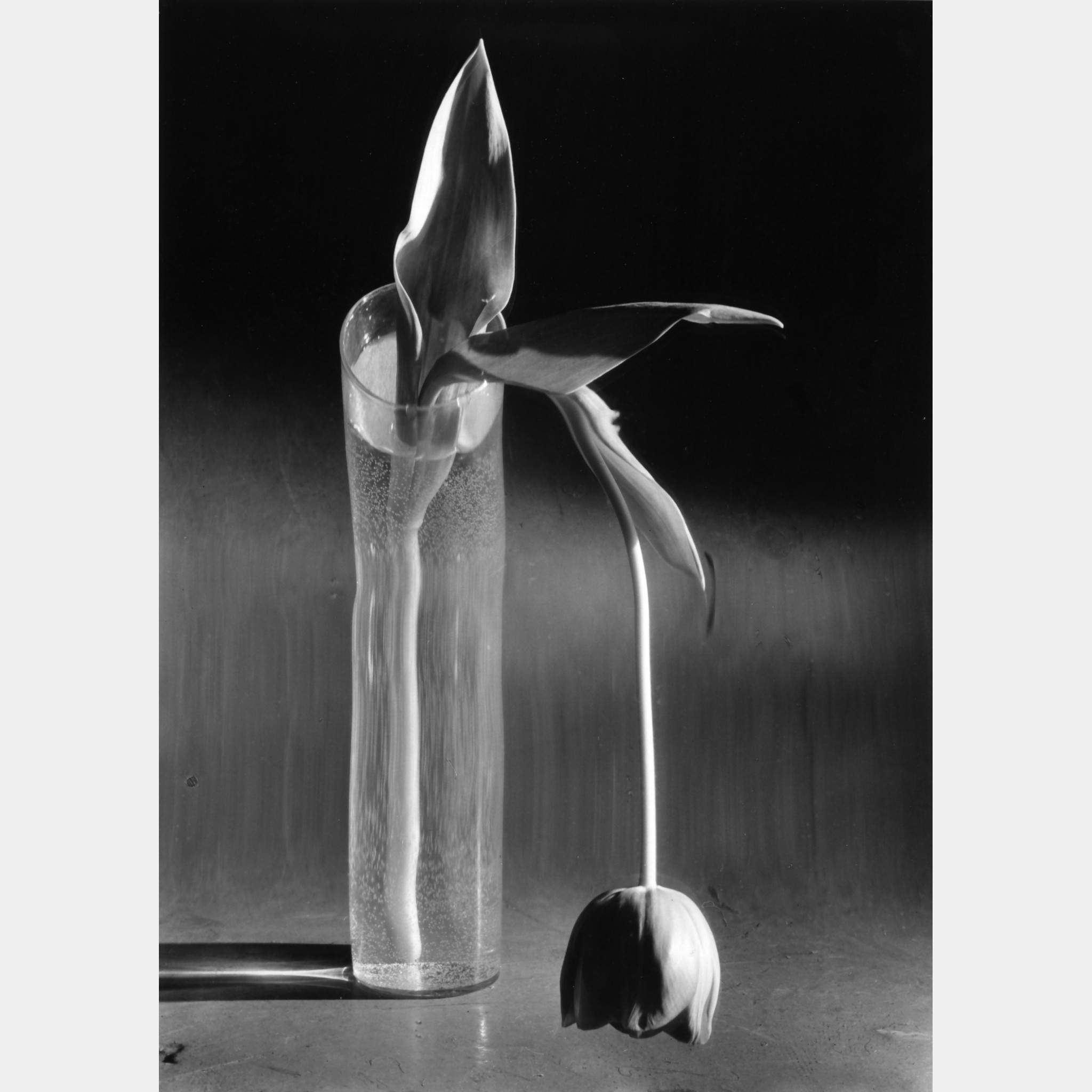 Andre Kertesz Photography Still Life